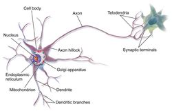 Neuron Wikipedia