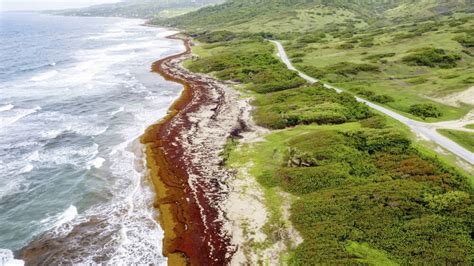 Monique Keiran Weird Bacteria Sex Helps Us Digest Seaweed Victoria