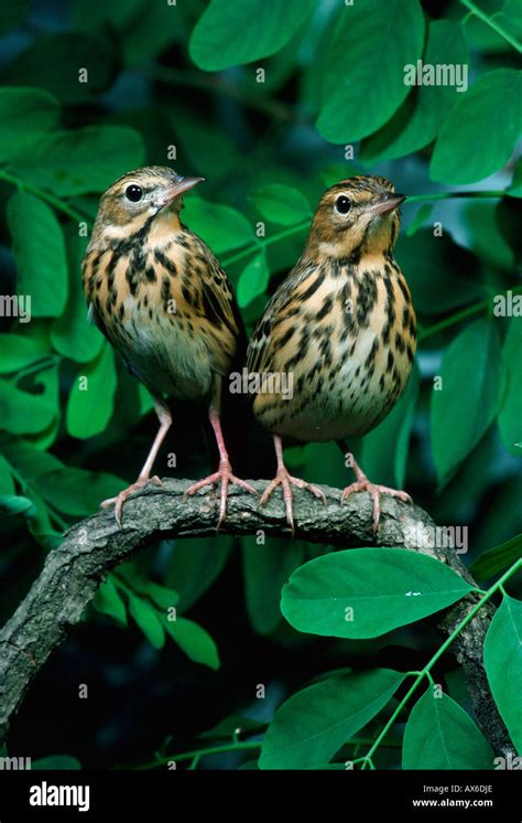 Tree Pipit Stock Photo Alamy Tree Pipit Stock Photo Alamy