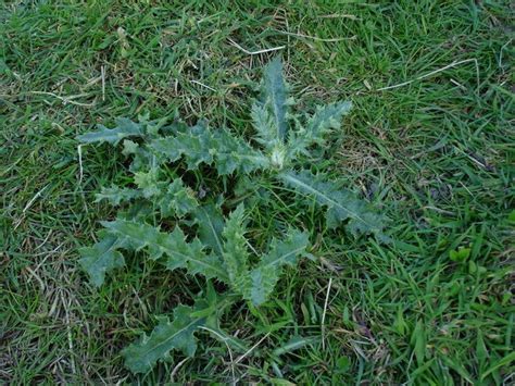 16 Best Common Lawn Weeds Images On Pinterest Common Lawn Weeds
