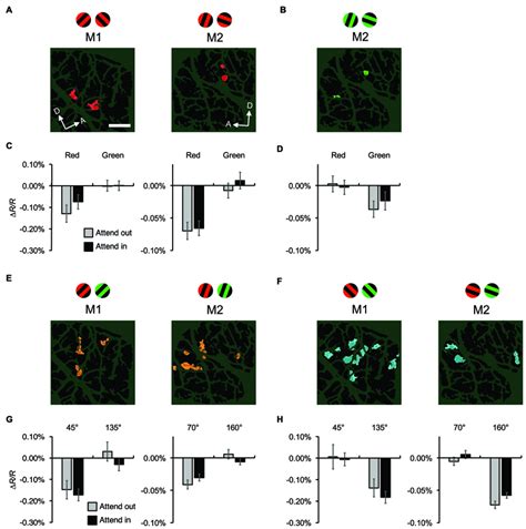 Attentional Effects On Stimulus Specific Hemodynamic Responses Of Download Scientific Diagram