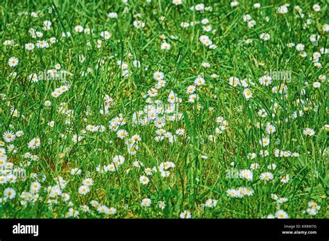 Chamomiles Matricaria Chamomilla Stock Photo Alamy