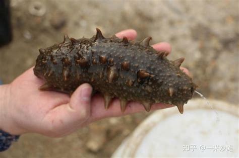 你把海参筋扔掉了吗海参筋到底能不能吃 知乎
