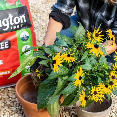 Levington® Peat Free Multi Purpose Compost With Added John Innes The Nunhead Gardener