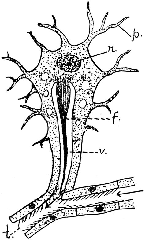 Flame Cell ClipArt ETC