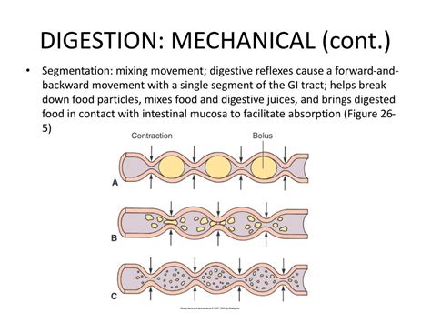 Ppt Chapter 26 Physiology Of The Digestive System Powerpoint