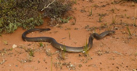Ular Asli Indonesia Pseudonaja Textilis