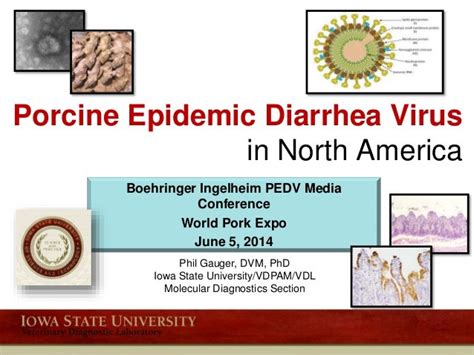 Dr Phil Gauger Porcine Epidemic Diarrhea Virus In North America