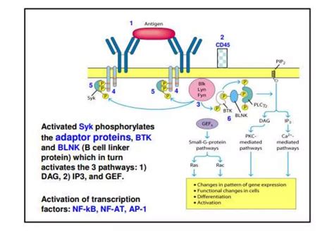 B Cell Receptor Final Pptx