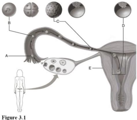 Anatomy Ch Quiz Q S Flashcards Quizlet