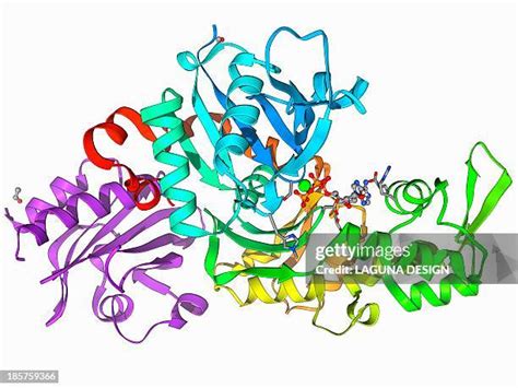 Beta Cell Photos And Premium High Res Pictures Getty Images