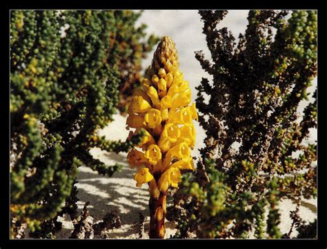 Cistanche Benefits: Health Benefits of Rou Cong Rong - Linden Botanicals