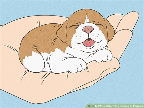 How To Determine The Sex Of Puppies Steps With Pictures