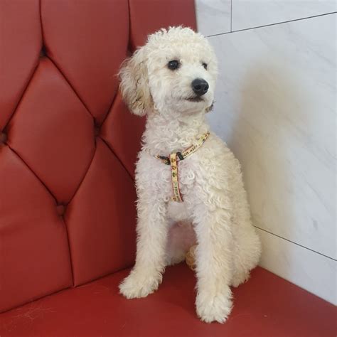 뱅갈고양이 도베르만분양 미니말티즈 스핑크스고양이분양 장모치와와 빠삐용 스핑크스고양이 브리티시숏헤어분양 코코 강아지배변훈련 도그마루 홈스쿨 강아지훈련소 강아지입질