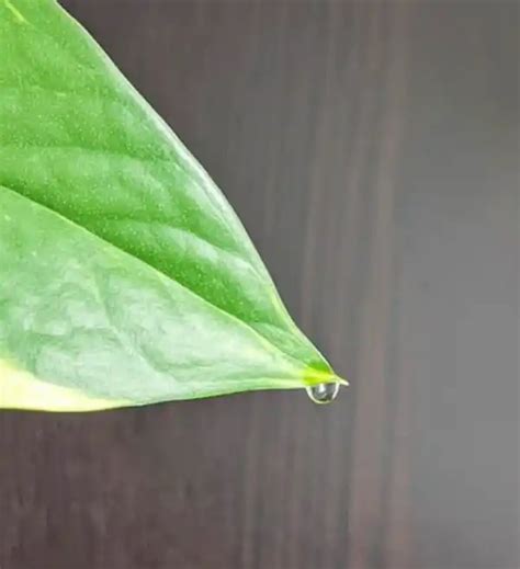 식물 잎이 노란색 갈색으로 변하는 다양한 이유 Botanical House