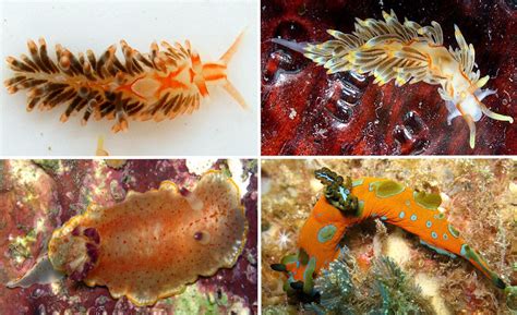 Nudibranch
