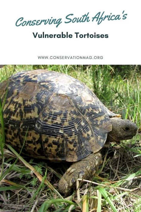 Conserving South Africas Vulnerable Tortoises