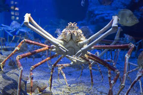 日本で食べれる美味しいカニの種類一覧食べ方選び方までプロが紹介 海鮮の教科書 魚料理海鮮物にこだわる人の魚通販サイトマルチュウスマイル