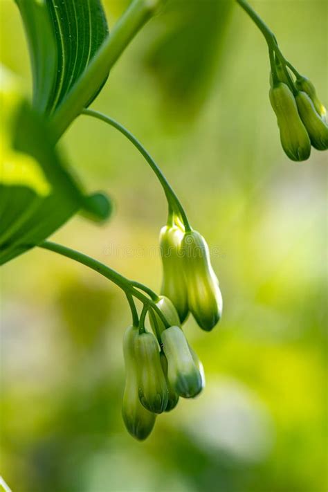 Polygonatum Multiflorum Flower In Meadow Close Up Stock Image Image