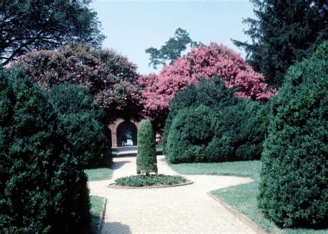 The Best Trees To Block Road Noise Hunker