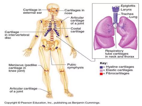 Introductionstructurefuntions And Nutrition Of Hyaline Cartilage Pptx