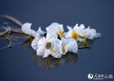 云南大理：剑湖十月好风光 海菜花开捕鱼忙