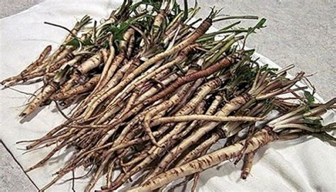 В 100 раз эффективнее химиотерапии трава которая убивает раковые клетки в течение 48 часов