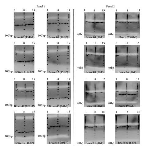 Triplex Real Time Pcr Amplification Pattern Using The Brucella Genus Download Scientific