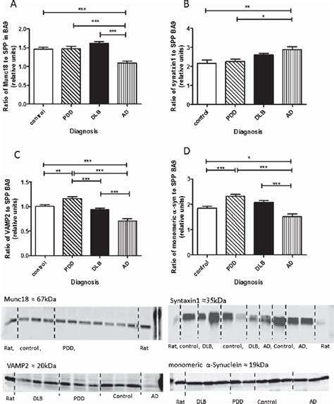 Synaptic Proteins Of Interest Expressed As A Ratio To Synaptophysin