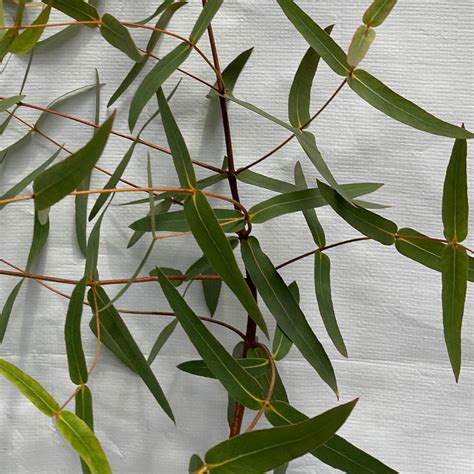 Eucalyptus Radiata Narrow Leafed Peppermint Formosa Gardens Nursery