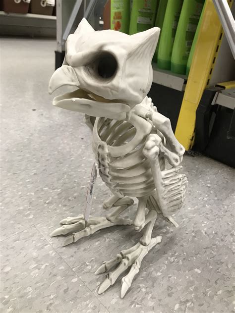 A Very Accurate Description Of Owl Skeletons Owl Skeleton Owl Skeleton