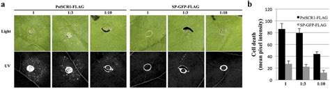 Apoplastic Fluid Containing The Secreted Pstscr1 Triggers Cell Death In Download Scientific