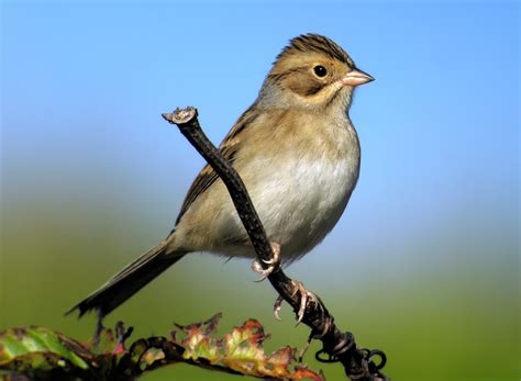 Máistir Nádúraí Sparrows Return