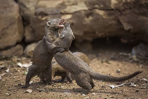 Dwarf Mongoose Background Images Hd Pictures And Wallpaper For Free