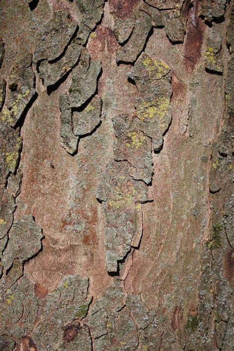 Texture On Bark Silver Birch Tree Betula Pendula Stock Photo Image