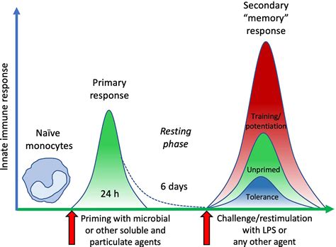 Frontiers Innate Memory Reprogramming By Gold Nanoparticles Depends On The Microbial Agents