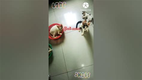 Ma Cheler Ador 🥰 Shorts Song Youtube