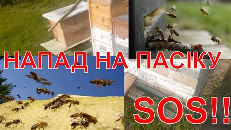 Напад на пасіку Help Me Youtube