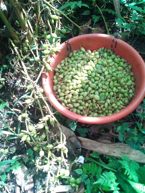 El Cardamomo
