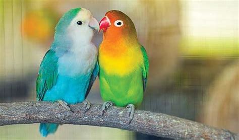 2022 Nfba Survey Sees Positive Breeding Results Cage And Aviary Birds