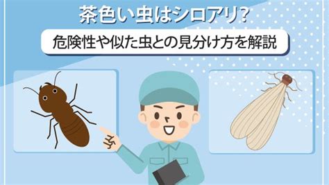 茶色い虫はシロアリ？危険性や似た虫との見分け方を解説 シロアリの雨宮のコラム