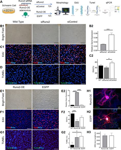 Runx2 Drives Schwann Cells Repair Phenotype Switch Through Chromatin