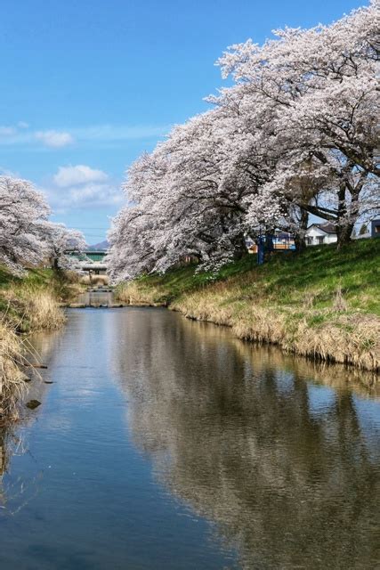 桜並木 By Shigerukatoh （id：12346762） 写真共有サイトphotohito