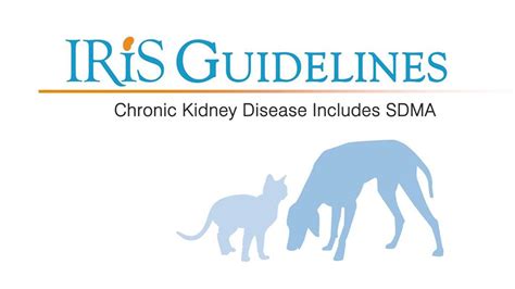 31 Top Pictures Iris Staging Cats Idexx Idexxuk Instagram Profile With Posts And Stories