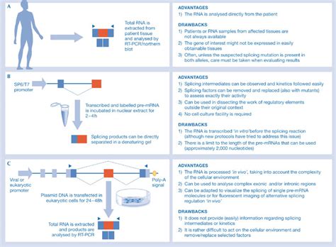 Missed Threads The Impact Of Pre‐mrna Splicing Defects On Clinical Practice Embo Reports Vol