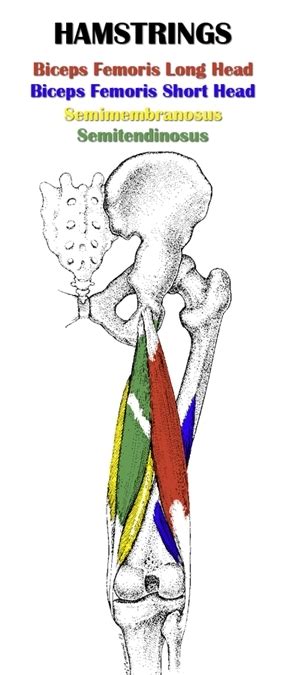 Hamstring Muscles Function