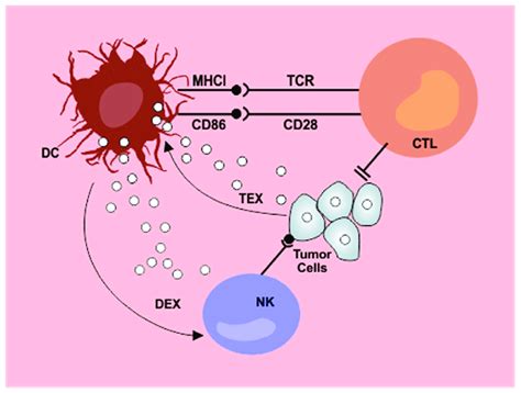 Interplay Between Dendritic Cells And Exosomes In The Antitumor