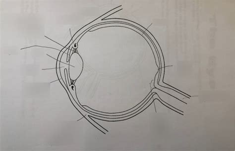 Eye Diagram Biology Diagram Quizlet