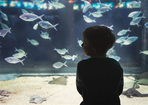 The Estuarium And Sea Lab Blog Dauphin Island Rentals