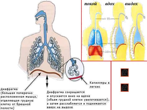 Функциональная система дыхания. Физиология внешнего дыхания ...